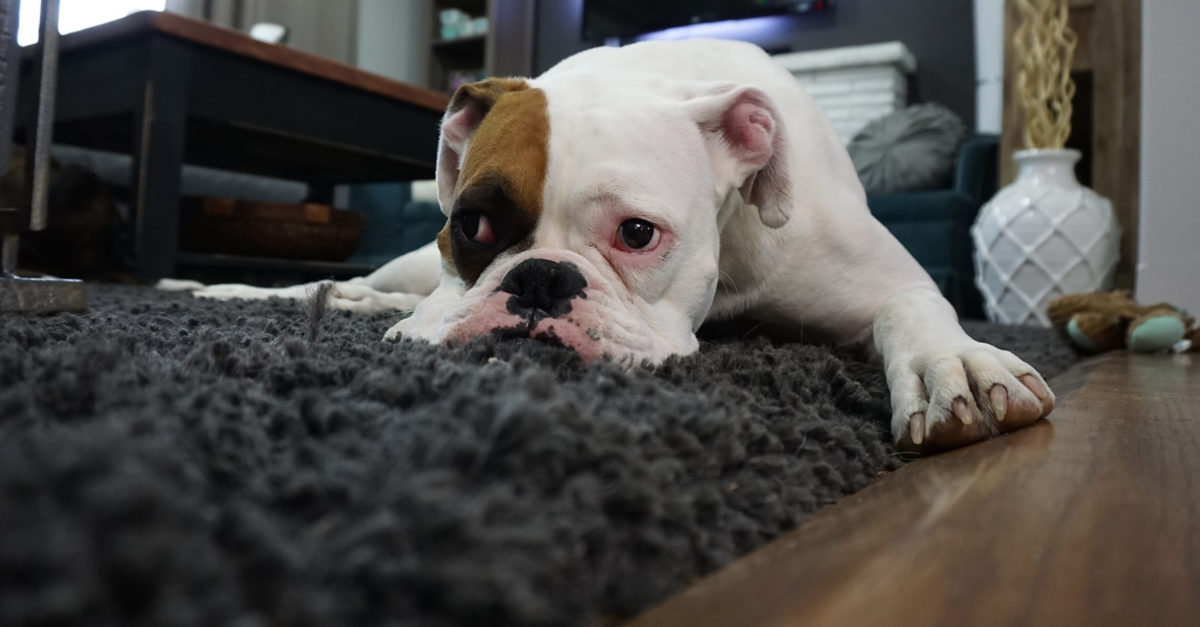 Home Selling Tips for Pet Owners - Good to Be Home