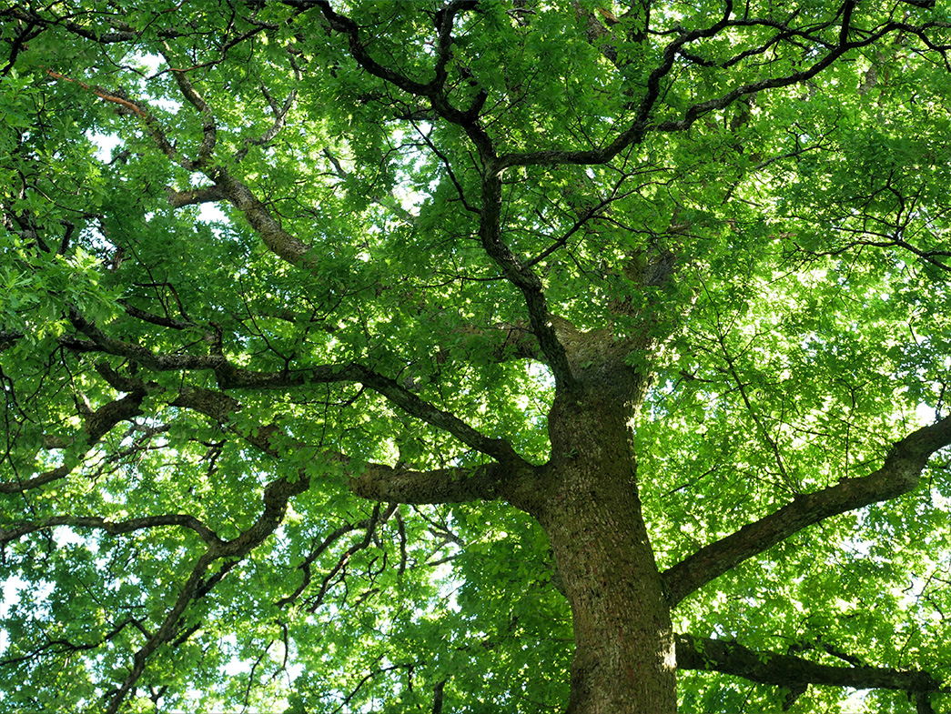 5 Surprising Things Your Homeowners Insurance Might Cover - Good to Be Home